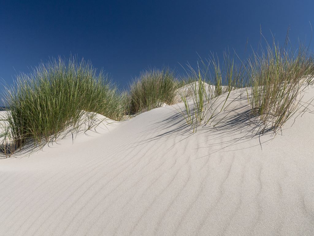 Vakantiepark Landal Ameland State | Landal GreenParks
